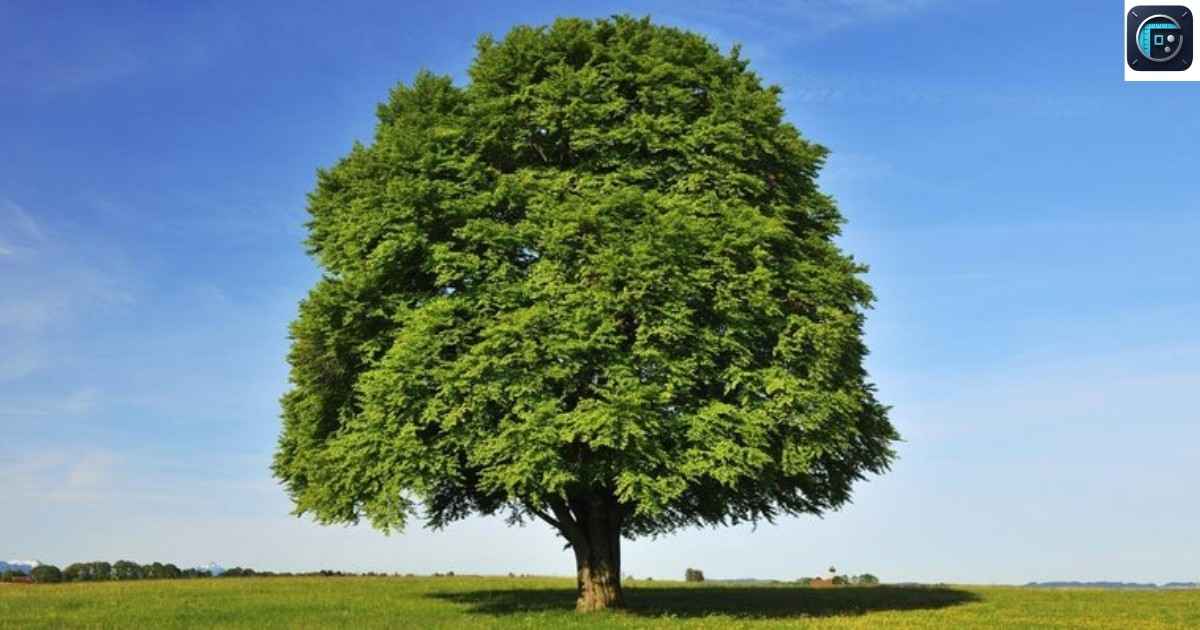 How Long Is 70 Feet And Common Things