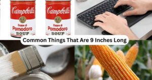 How Big Is 9 Inches And Common Things