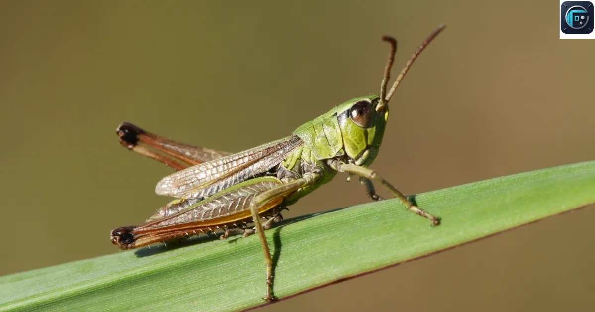 How Long Is 15 Centimeters? Real Examples You Can Picture Instantly